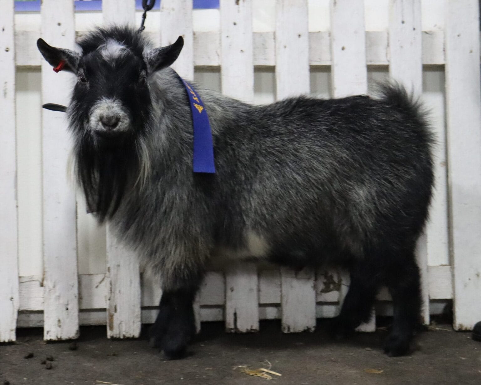 Our very first pygmy goat show - Lals Haven Warmbloods